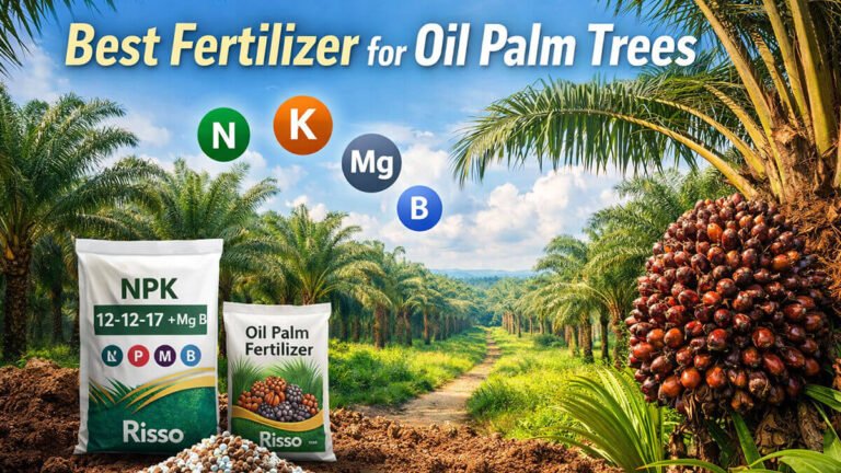 What Is the Best Fertilizer for Oil Palm Trees? | Expert Guide